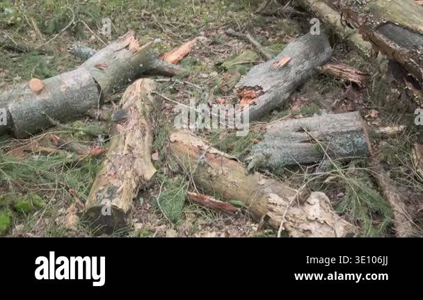 Static footage of a forest floor covered with fallen logs, branches and ...