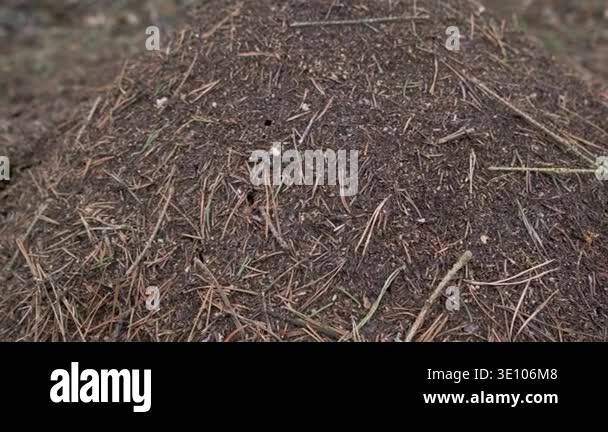 Detailed macro footage of organic mulch and shredded wood chips ...