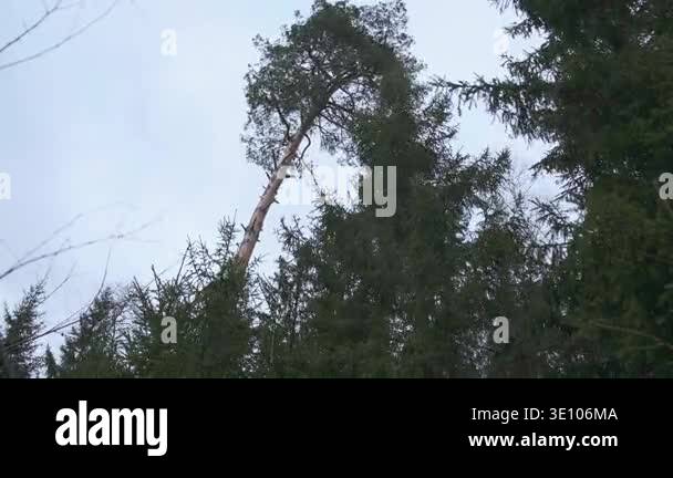 Time-lapse or multi-frame sequence of a tilted tree growing among tall ...