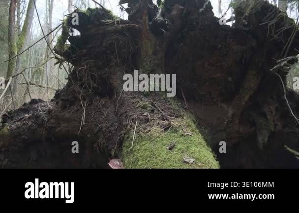 Detailed closeup of a decomposing fallen tree stump heavily covered in ...