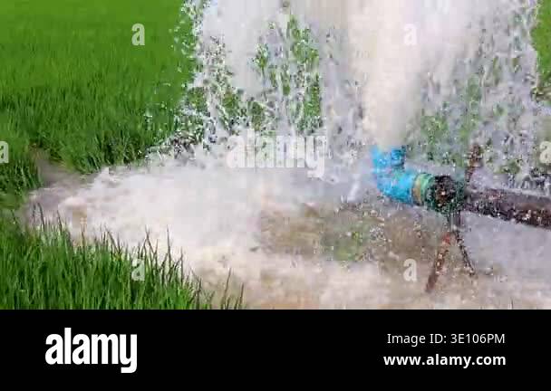 Powerful water gushing from irrigation pump pipe into green rice field ...