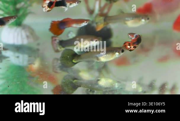 Colorful guppy fish swimming in an aquarium. Close-up of small tropical ...