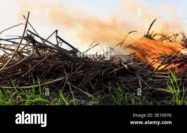 Fire burning dry leaves and branches on the ground outdoor. Concept of ...