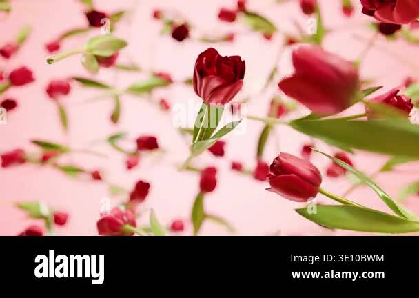 3D animation of elegant red tulips with green stems falling and ...