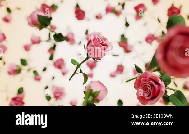 3D animation of elegant pink roses with green stems falling and ...