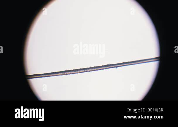 Microscope view of a human hair fiber sample transitioning to a bright ...