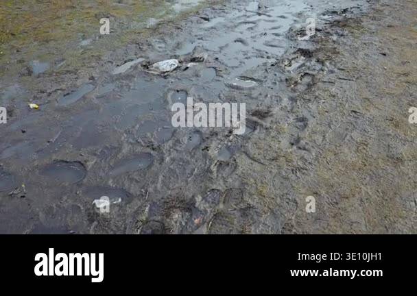 Deep human footprints and water puddles cover a heavily wet muddy dirt ...