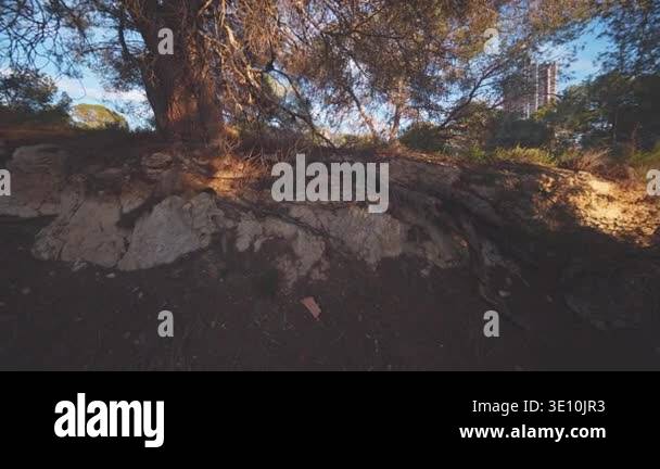 A view of a large pine tree with its roots exposed by soil erosion on a ...