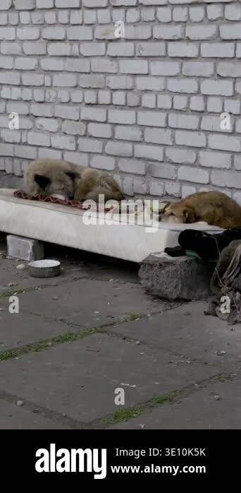 Two homeless stray dogs rest curled up on an old dirty mattress against ...
