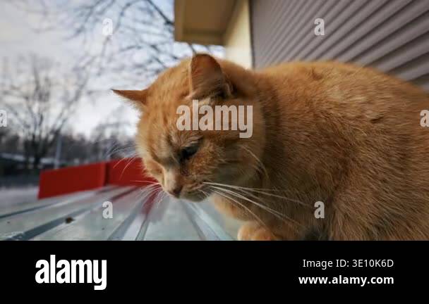 Scruffy orange tabby cat with green eyes rests on a metal surface ...