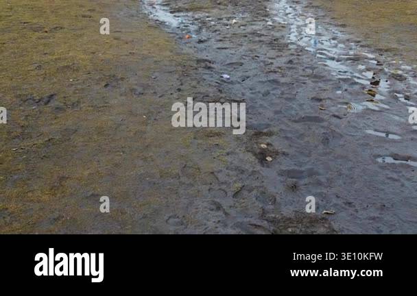 Wet muddy ground covered in deep footprints, stagnant puddles, and ...