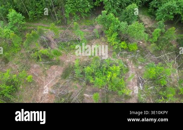 Aerial view of deforestation process showing gradual clearing of trees ...