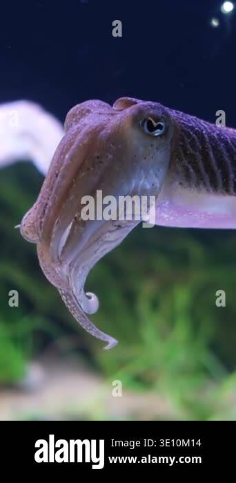 The Common (European) Cuttlefish (Sepia officinalis) underwater in sea ...