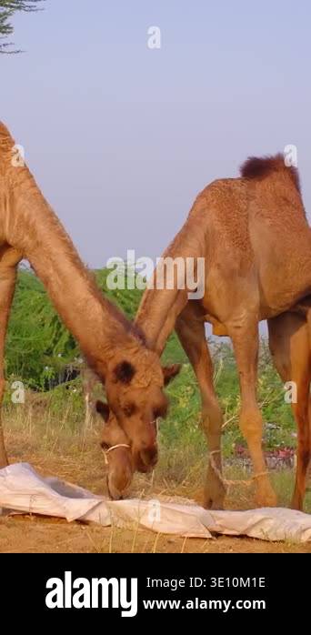 Famous indian camels trade Pushkar mela camel fair festival in field ...