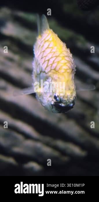 Australian pineapplefish Cleidopus gloriamaris aka mailfish fish ...