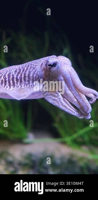The Common (European) Cuttlefish (Sepia officinalis) underwater in sea ...