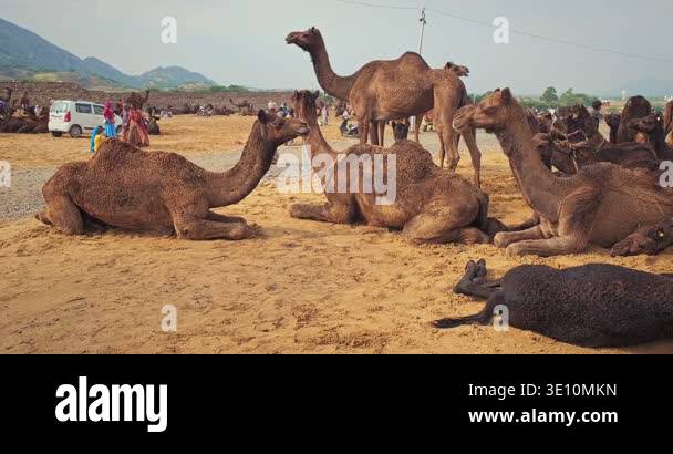 Pushkar, India - November 7, 2019: Camels trade Pushkar mela camel fair ...