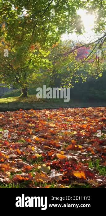 Golden autumn fall in famous Munich relax place - Englishgarten ...