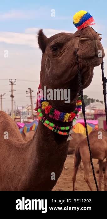 Beautiful camels at Pushkar mela camel fair in field. Camels decorated ...