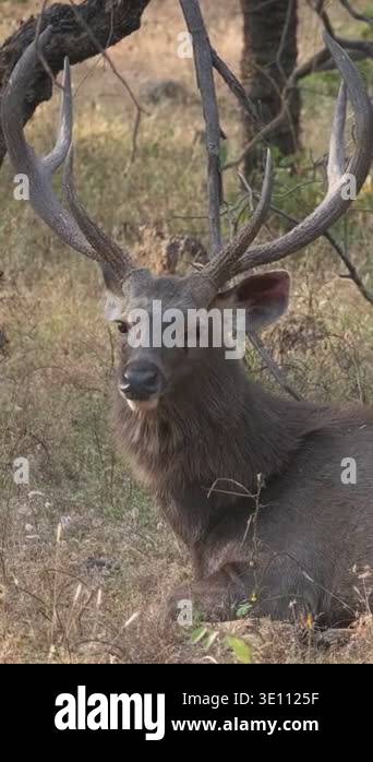Gorgeous male sambar (Rusa unicolor) deer resting in the forest. Sambar ...