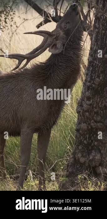 Male sambar (Rusa unicolor) deer eating tree leaves in the forest ...