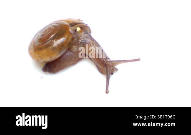 The intricate spiral pattern and texture of a snail's shell as the ...