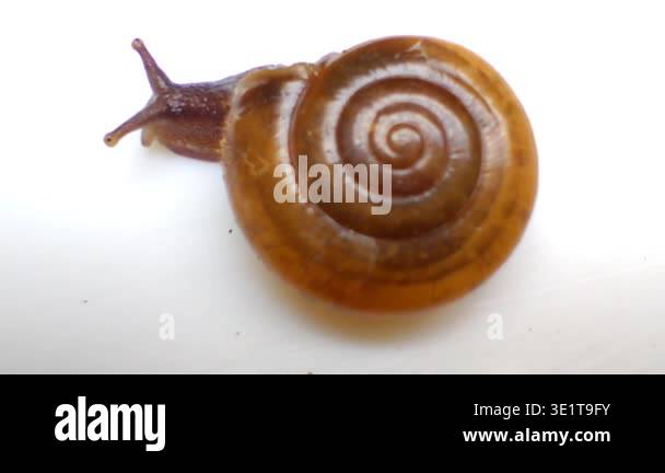 This macro shot focuses on the intricate spiral pattern and texture of ...