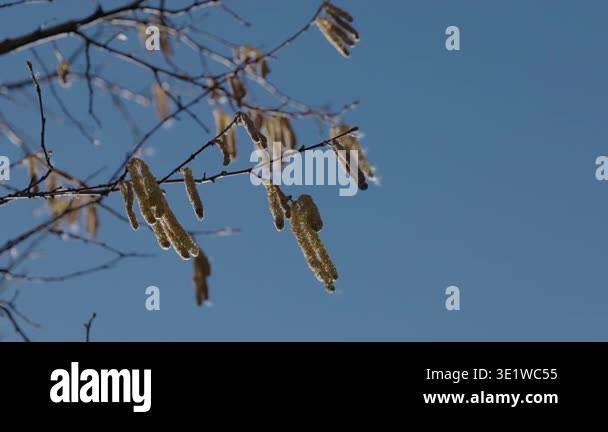 Isolated hazel branches against a blue sky swaying in the breeze, in ...