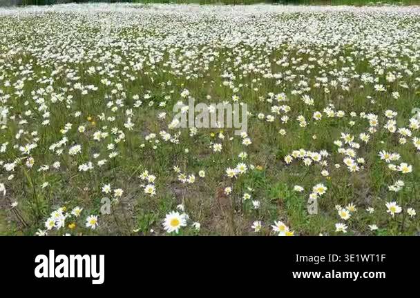 Field of wild daisy flowers with Torres Del Paine mountain massif in ...