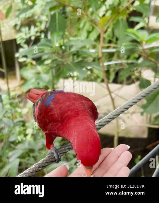 Bright red tropical parrot eating seeds from a human hand in Bali bird ...