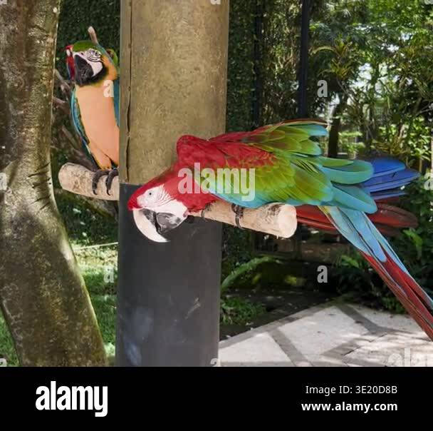 Colorful macaw parrots sitting on wooden perch in tropical garden in ...