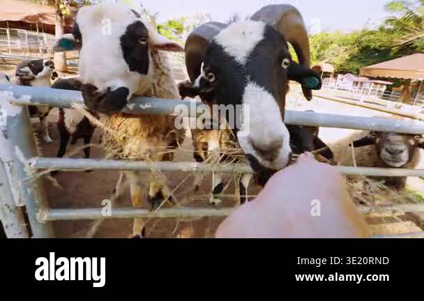 First Person View of Sheep Eating Hay From Human Hand Through Metal ...