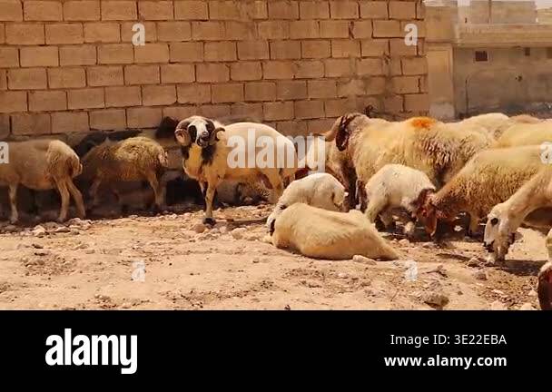 Two rams clash horns in a fierce dominance fight inside a sheep herd ...