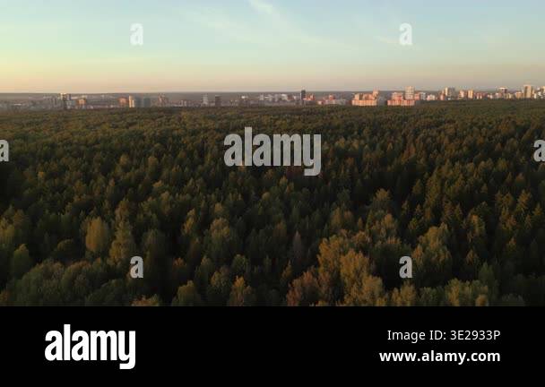 Forest Canopy With Distant City Skyline At Morning Light, Expansive ...