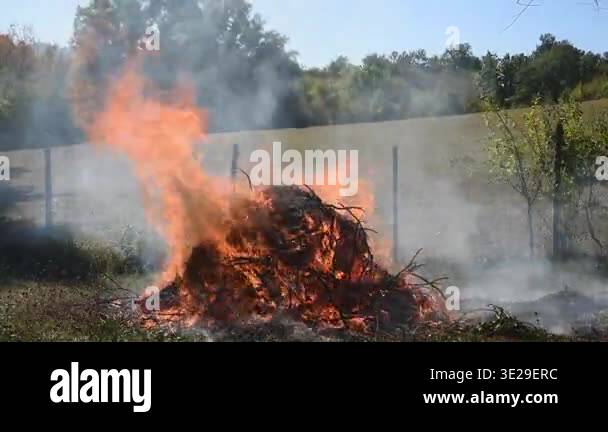 Large burning pile of dry branches during seasonal yard cleanup, with ...