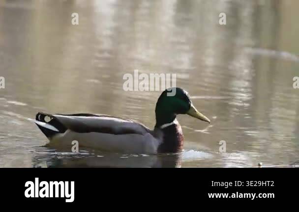 Mallard duck swims calmly on tranquil pond surface. Its green head and ...