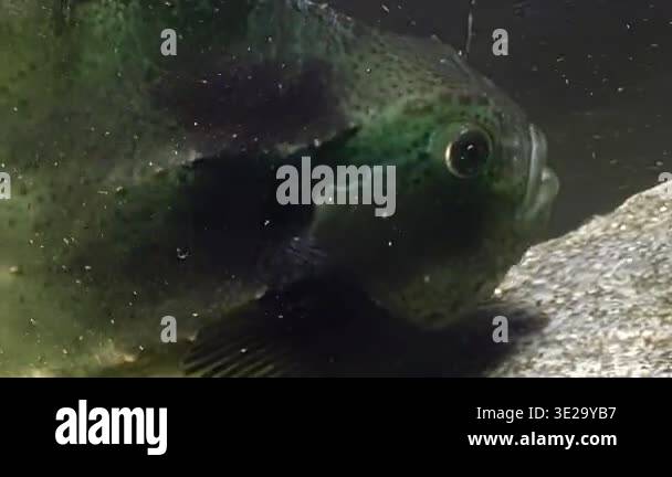 Close-up underwater Lumpfish, or sparrow fish Cyclopterus lumpus in ...