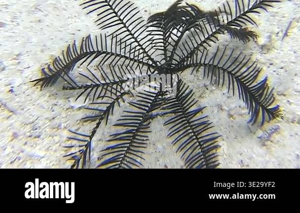 Explore intricate beauty of sea lily echinoderms gracefully swaying in ...