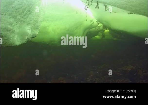 Explore the underwater world beneath Arctic ice in the White Sea. See ...