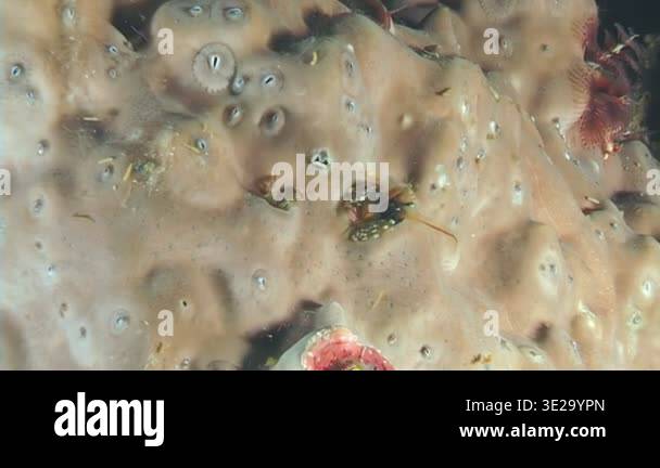 Tiny crabs, shrimps, and crustaceans meander through the intricate ...
