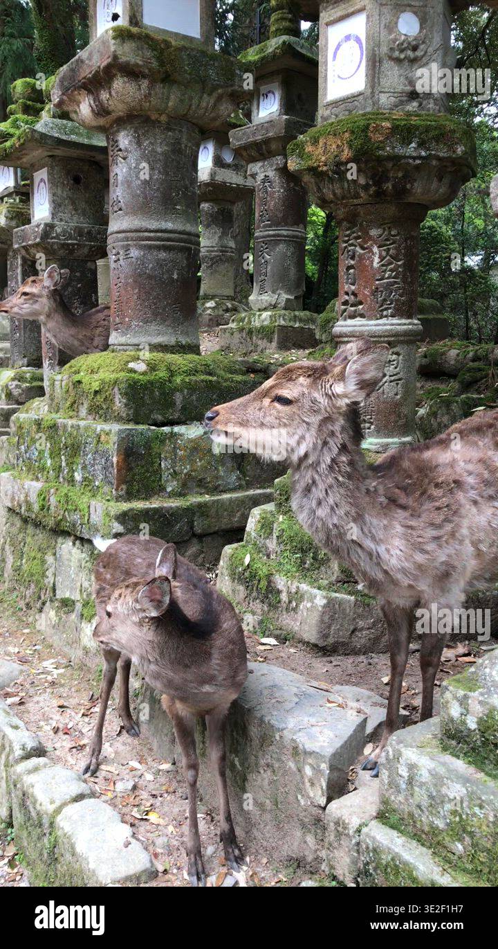 portrait of small nara deer animal in japan tourist location Stock ...