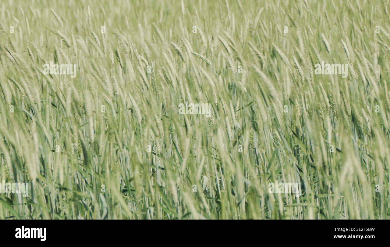 Summer nature Green wheat field wind Stock Video Footage - Alamy