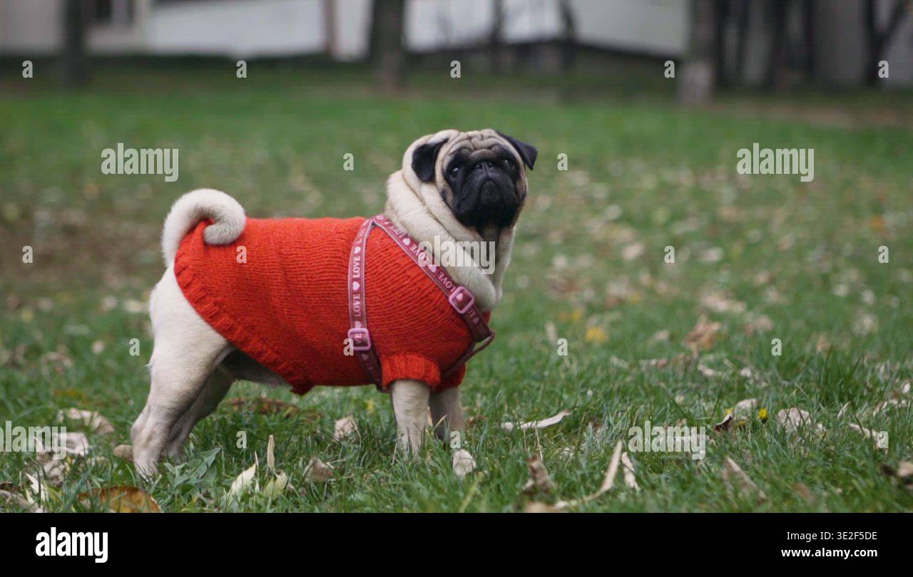Pug dog run Stock Video Footage - Alamy