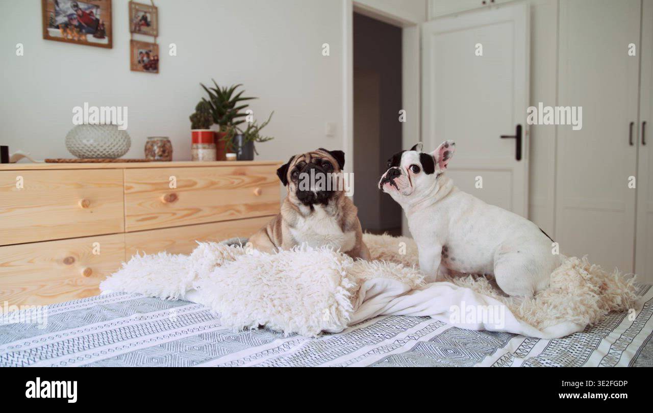 Two dogs in bed Stock Videos & Footage - HD and 4K Video Clips - Alamy