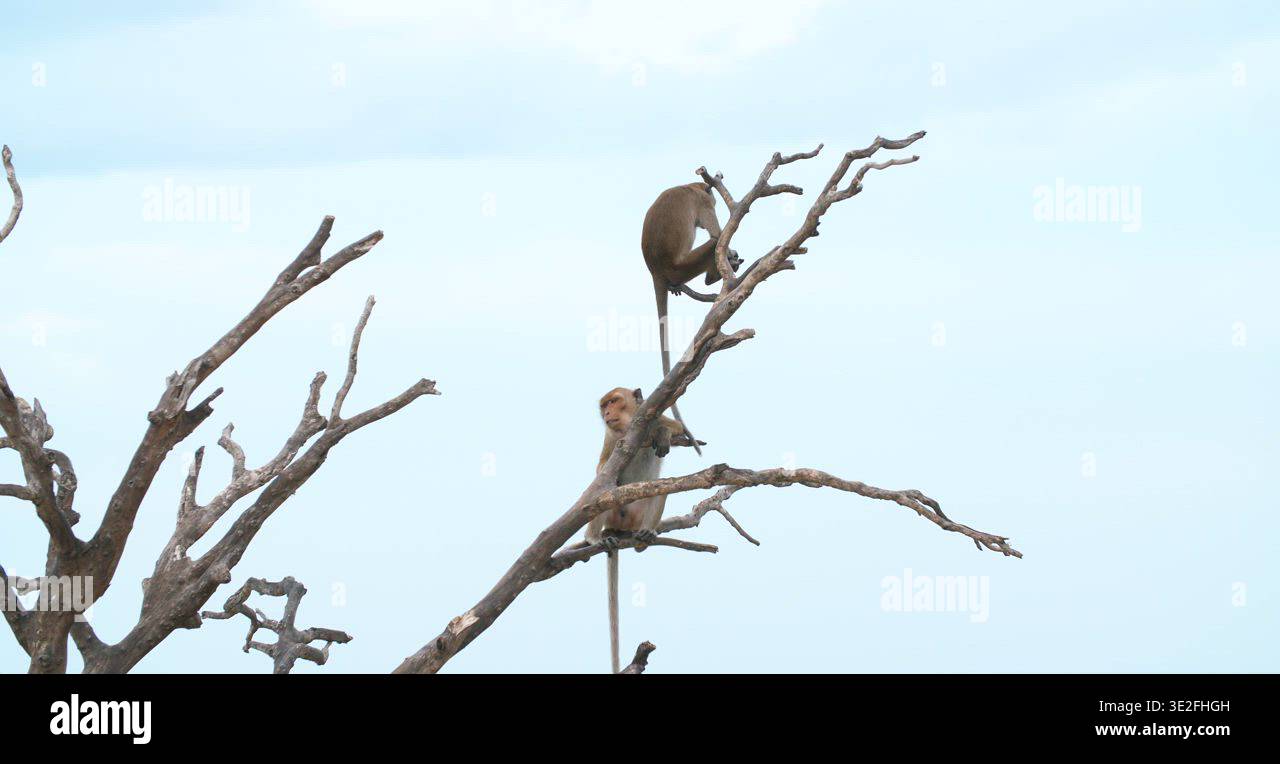 monkey in the wild Stock Video Footage - Alamy