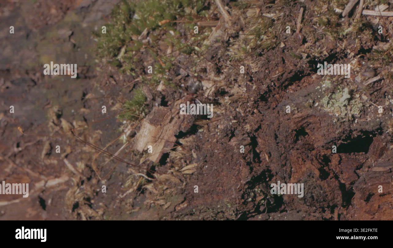 Slow Motion: Ant working in the ant hill Stock Video Footage - Alamy