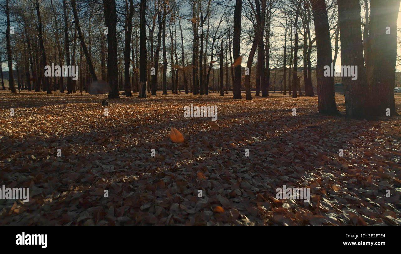 beautiful autumn forest with sun shining Stock Video Footage - Alamy