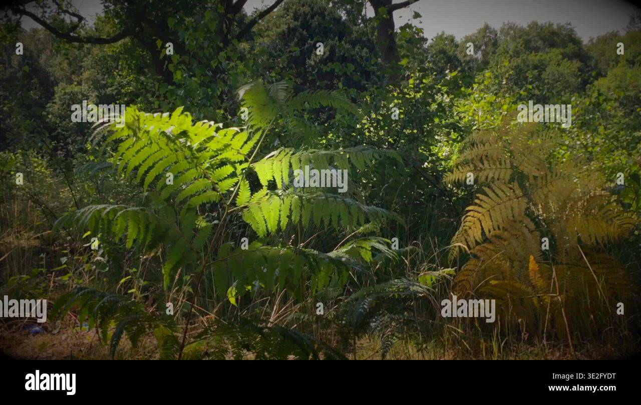 Plants dancing Stock Videos & Footage - HD and 4K Video Clips - Alamy