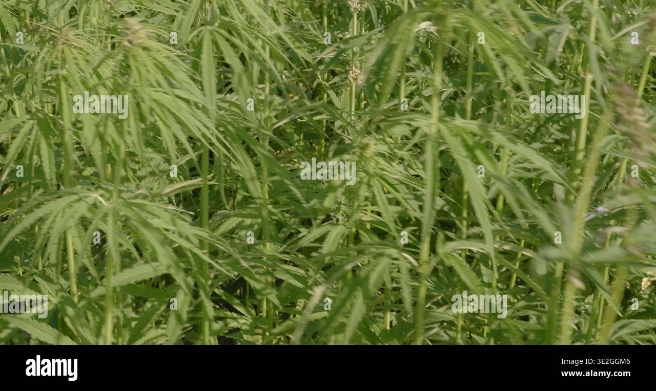 Lush high bushes of cannabis in field Stock Video Footage - Alamy