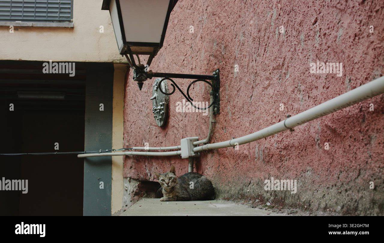 Suspicious stray cat on street parapet Stock Video Footage - Alamy